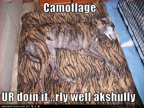 Funny Animals Camouflage | Amazing Creatures