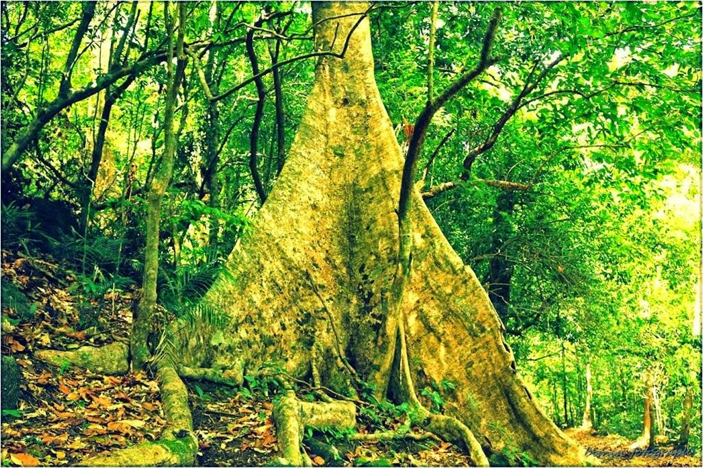 Kerala Trekking and Hiking (TREE Club)