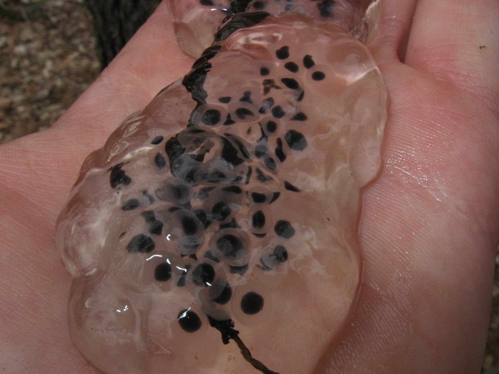 AFK: Herping: Northeast Egg Mass ID
