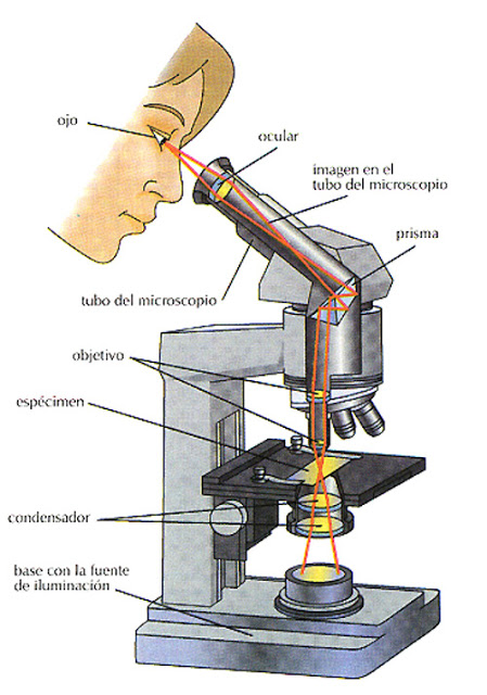 P3 TECNOLOGIA PARTES DEL MICROSCOPIO