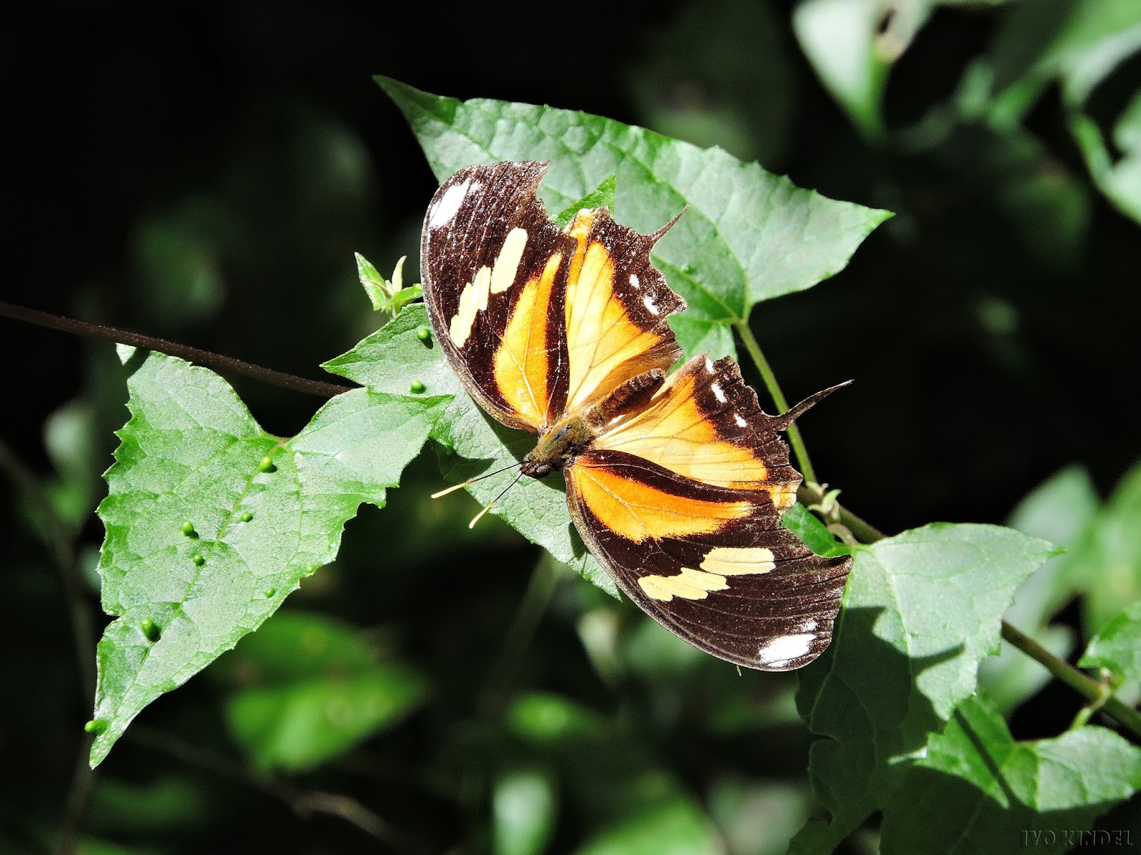 BUTZKE AGRÍCOLA E FLORESTAL - TAIÓ/SC: Consul fabius drurii (A. Butler ...