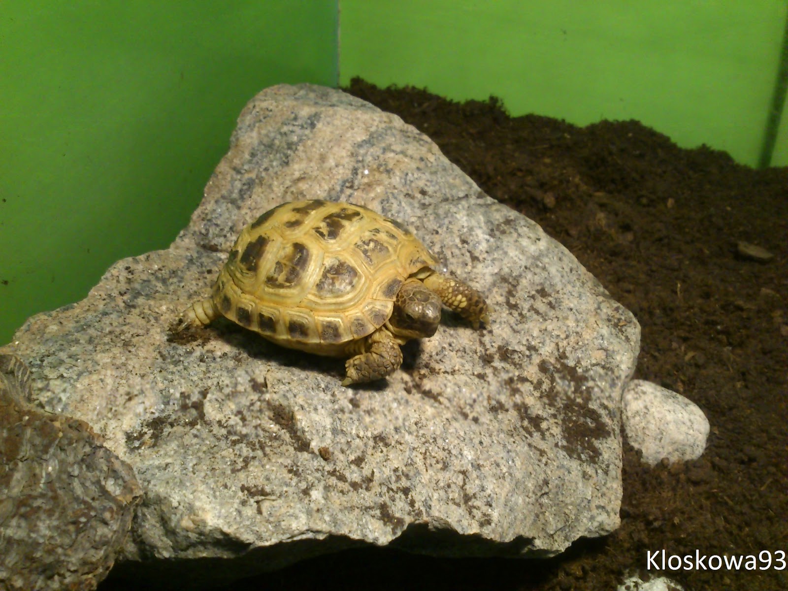 Żółw stepowy: Ogólne informacje