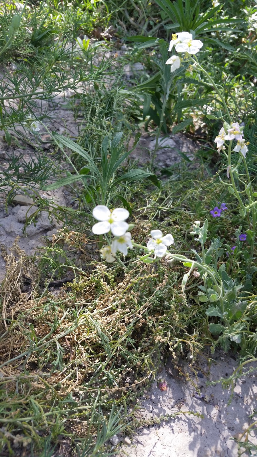 Coahuila con Visión