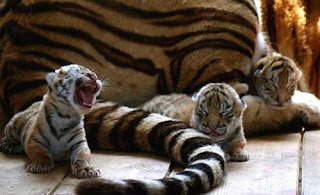 KAPLAN RESİMLERİ-Manzaralar