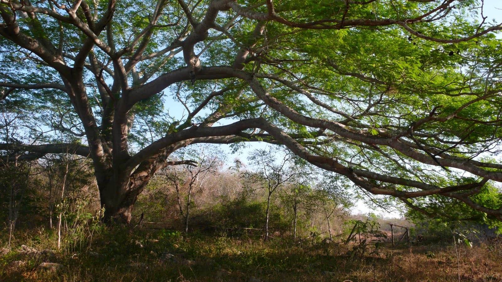 An Alaskan in Yucatán: Nature: The Tree