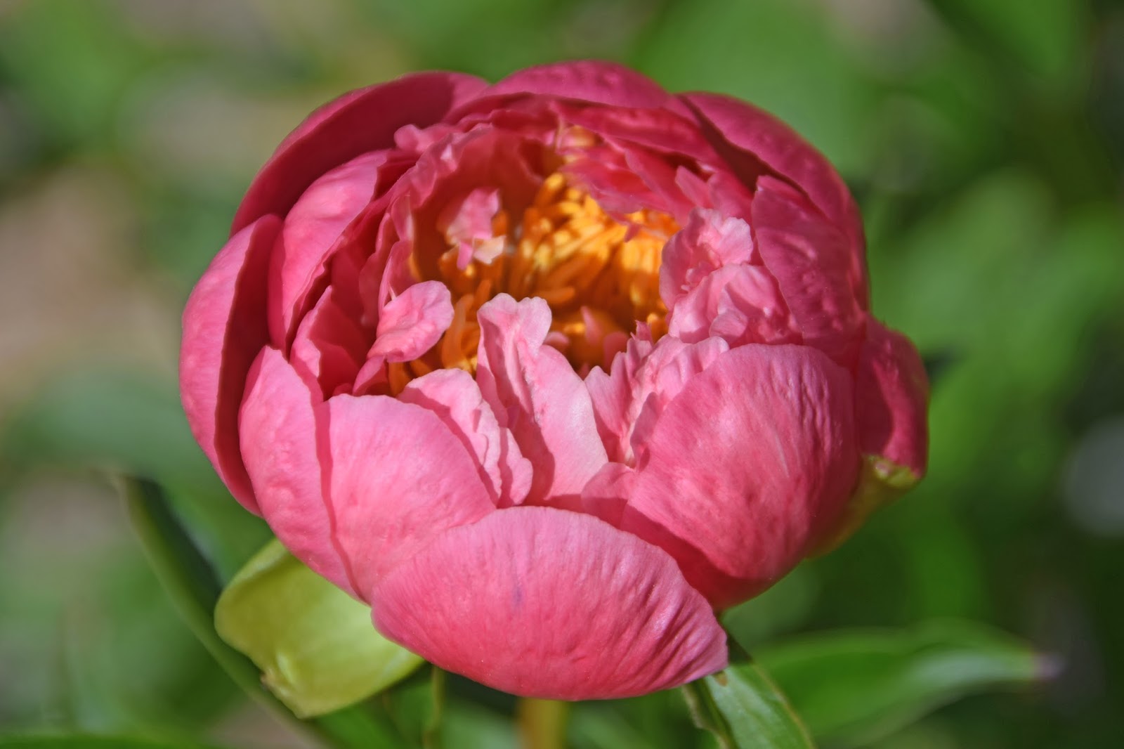 Southern Peony: 2018 Peony Blooms - Week 2 Early