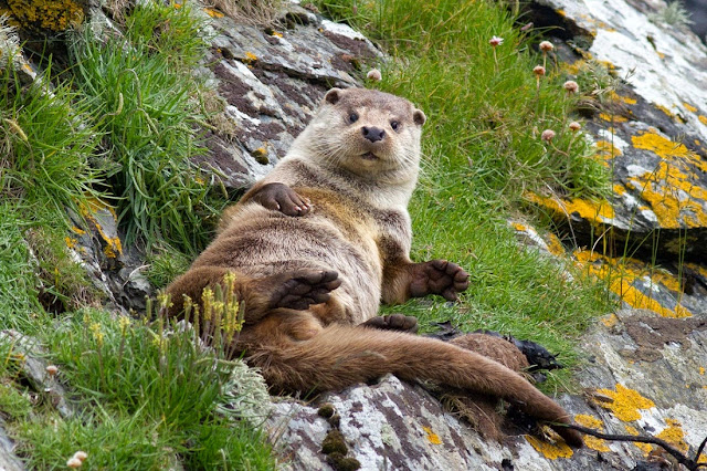VIDRA / OTTER /-Kada plivaju sa velikim brzinama, oni valjaju i svo ...