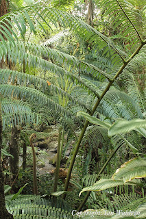 WILD TROPICAL QUEENSLAND: Ferns and Cycads