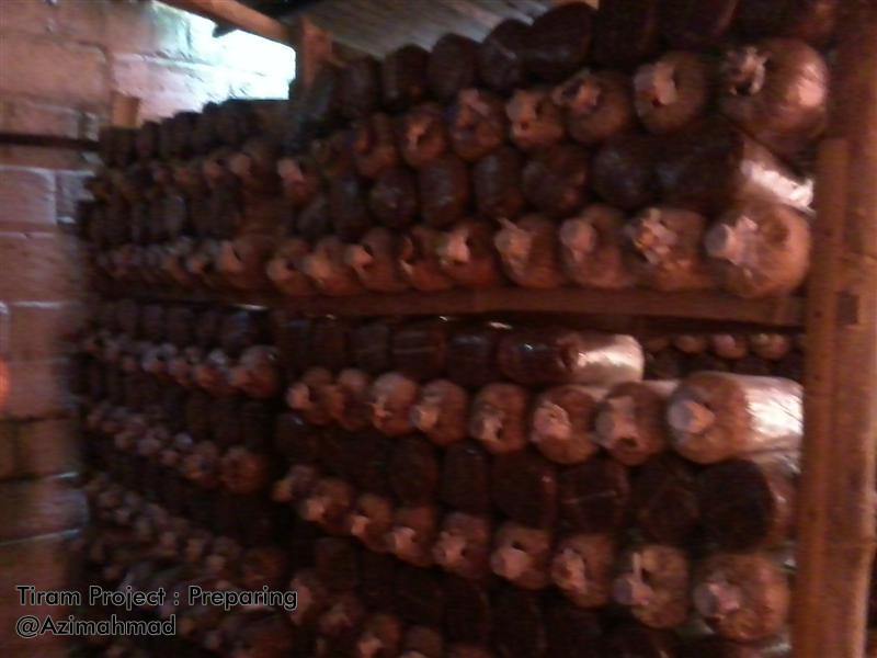 Budidaya Jamur Tiram #2 Day - KaAzima