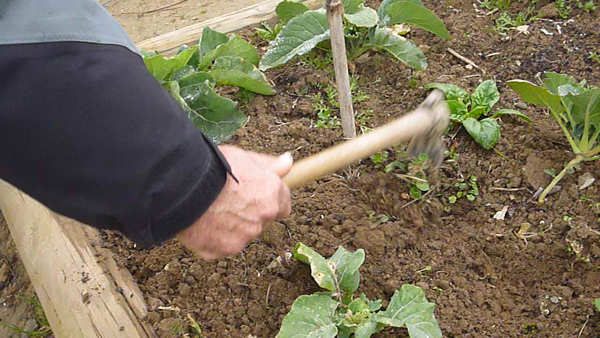 El blog de l'hort: Cavar per recalçar.