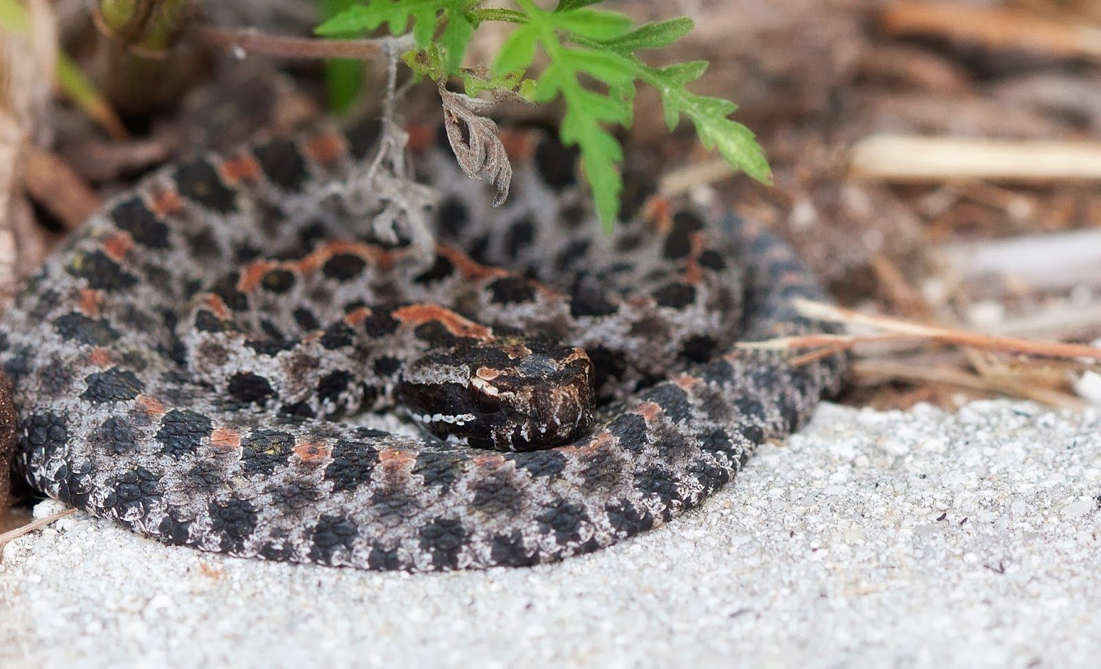 Salamander-Shmalamander: 2013