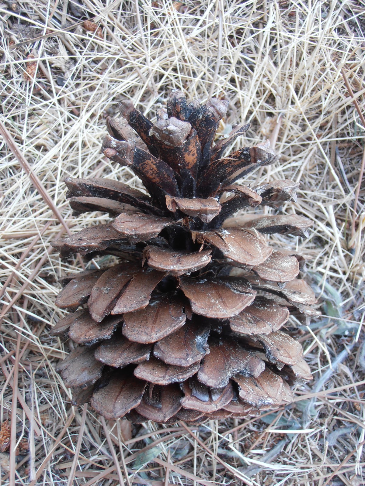 Entre plantas y bichos: Pinus pinaster (Pino resinero, pino ródeno)