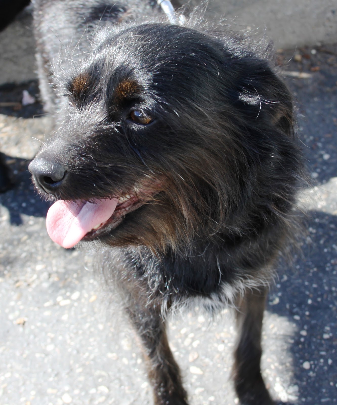 Copper Gazette: FOAC - Friends of the Animal Community Adoption Day ...