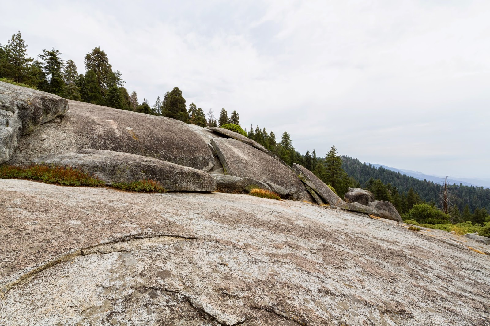 Naturetastic Blog: Beetle Rock (Part 7) - Sequoia & King's Canyon NP (2014)