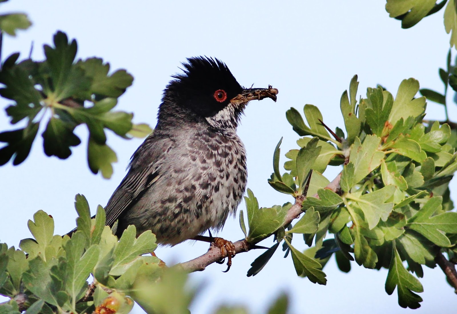 Biodiversity of Cyprus by NGO Protection of the Natural Heritage and ...