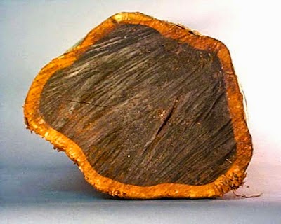 Ogród Danieli: Heban