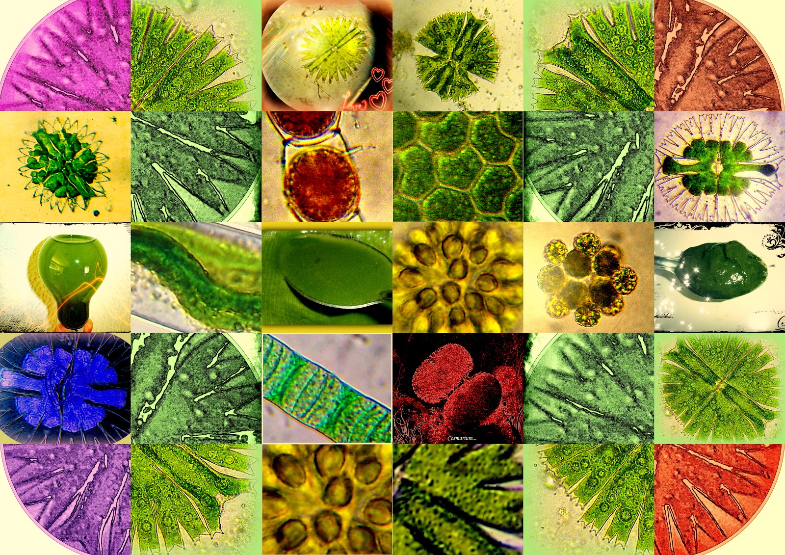 Cultivo de Microalgas em Fotobiorreatores: O planejamento de um novo ...