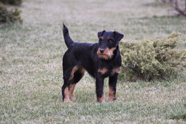 Lovačka oprema i lovački psi: NJEMAČKI LOVNI TERIJER-NLT