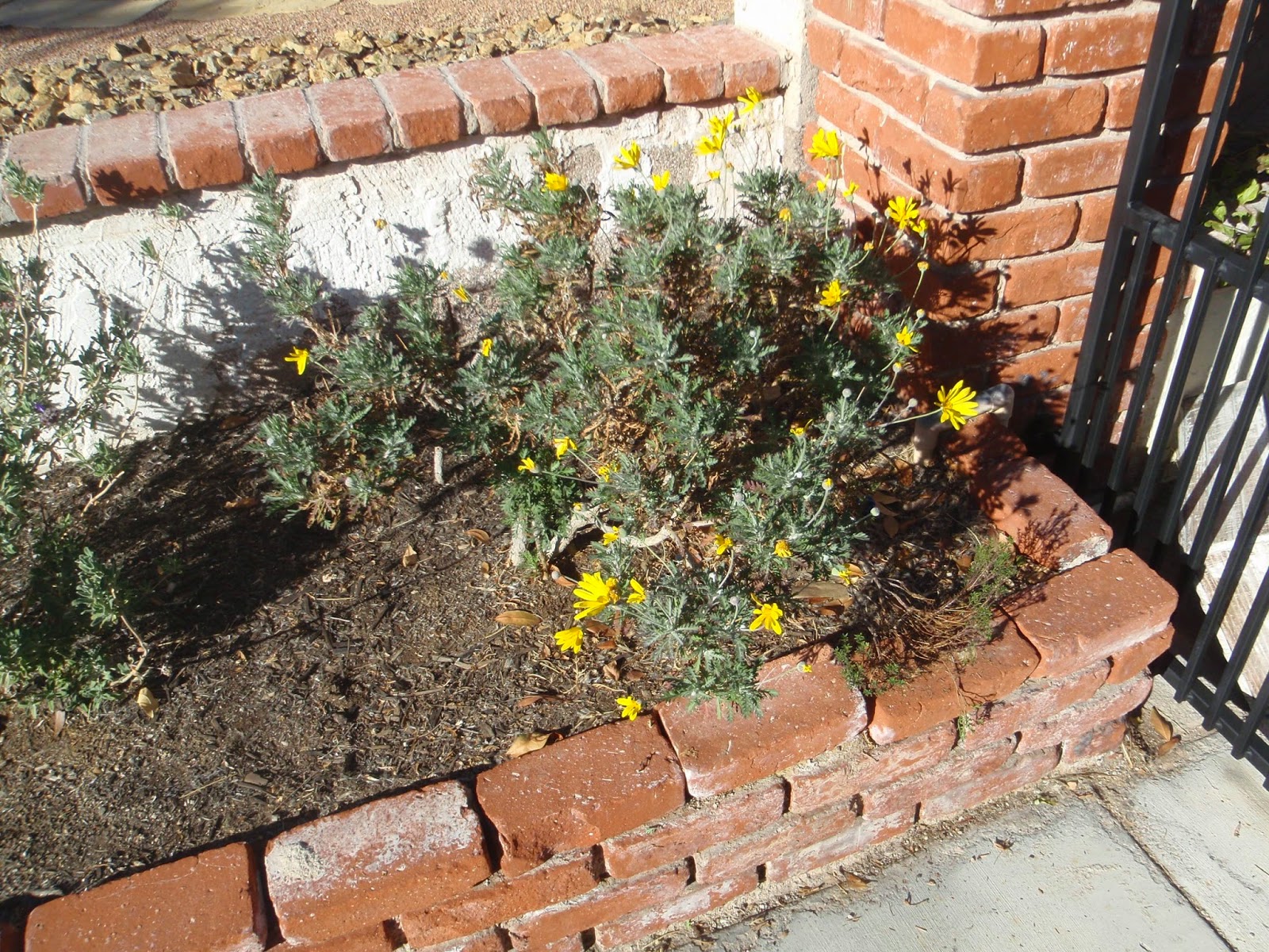 Xtremehorticulture of the Desert: Euryops Daisy Can Get Leggy and What ...