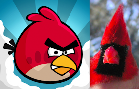 MyRokan: Most Beautiful Bird in the World, Cardinal