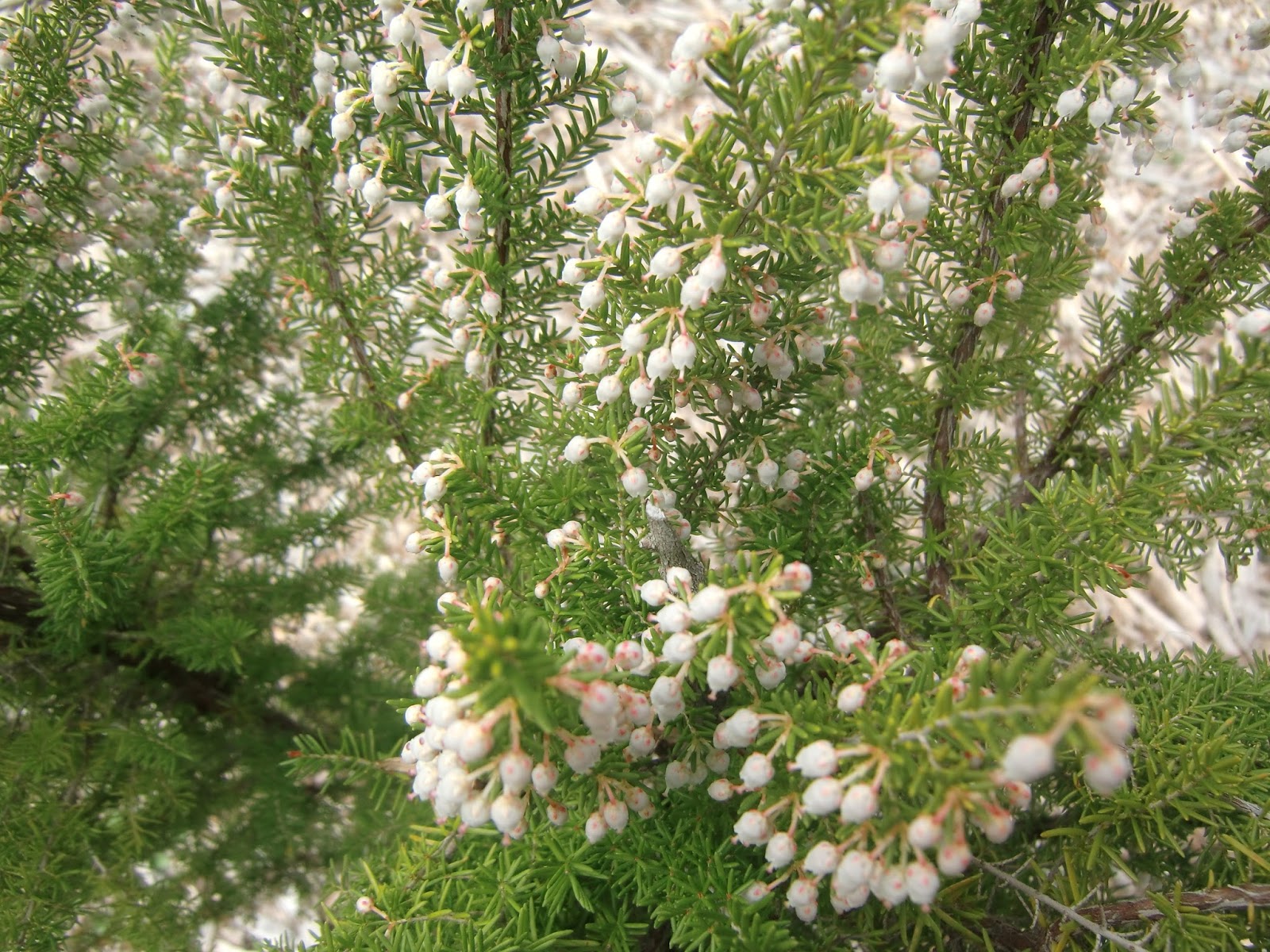 Plantas de Huerta Otea, Salamanca: Brezo blanco (Erica arborea)