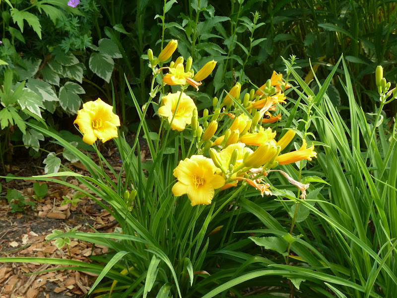 Marlene's Space: Mid-June Flowers