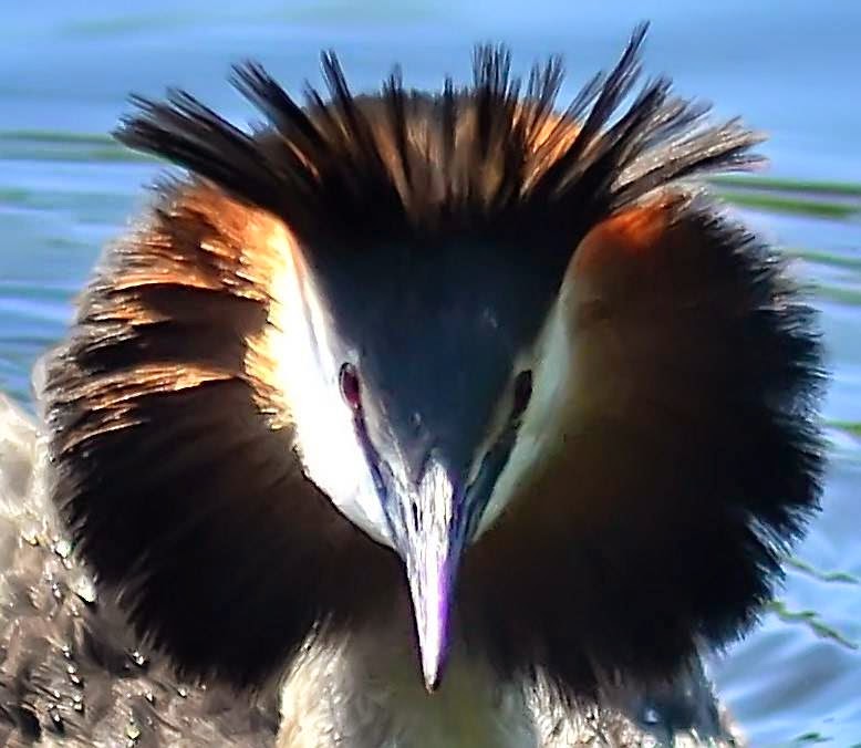 Extreme Crest Feathers: 10 Reasons Why Crest is Best | The Ark In Space