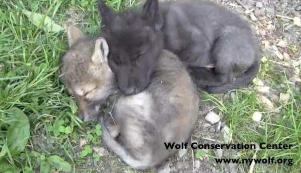 White Wolf : Ambassador wolf pups Alawa and Zephyr of the Wolf ...