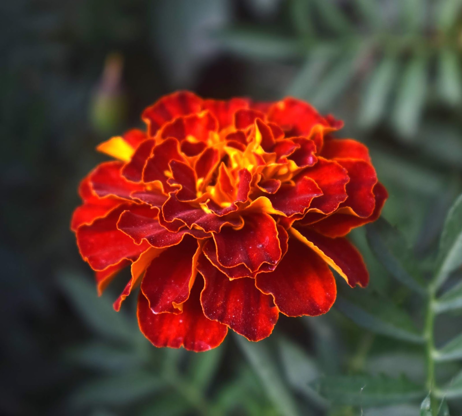 Marigold flower - Photo House