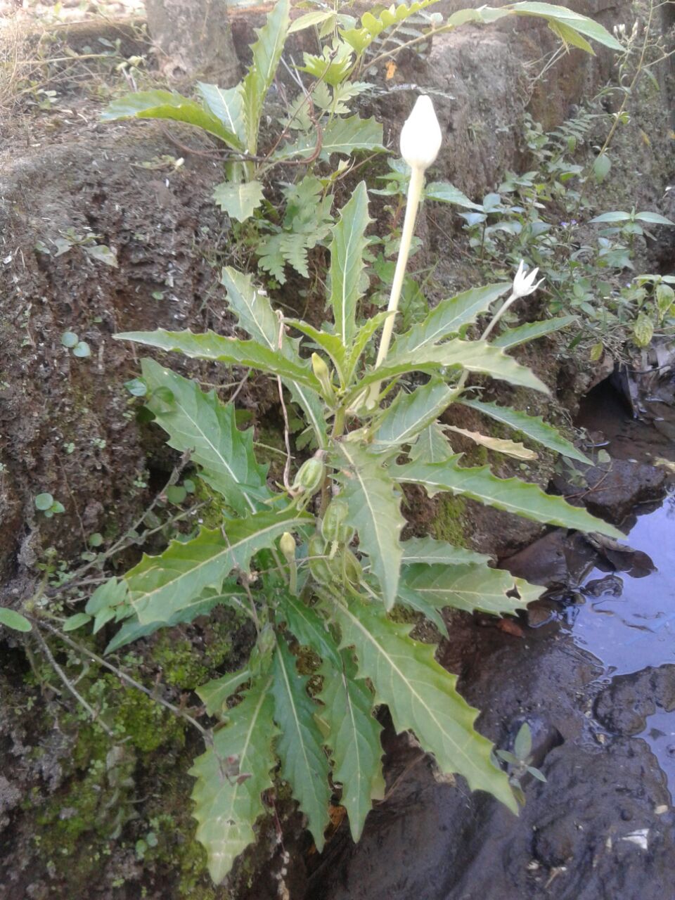 Katarak saat Usia Lanjut: Pengalaman mengobati Katarak dengan Bunga Kitolot