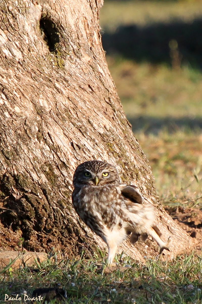 A arte de debicar: Mocho-galego