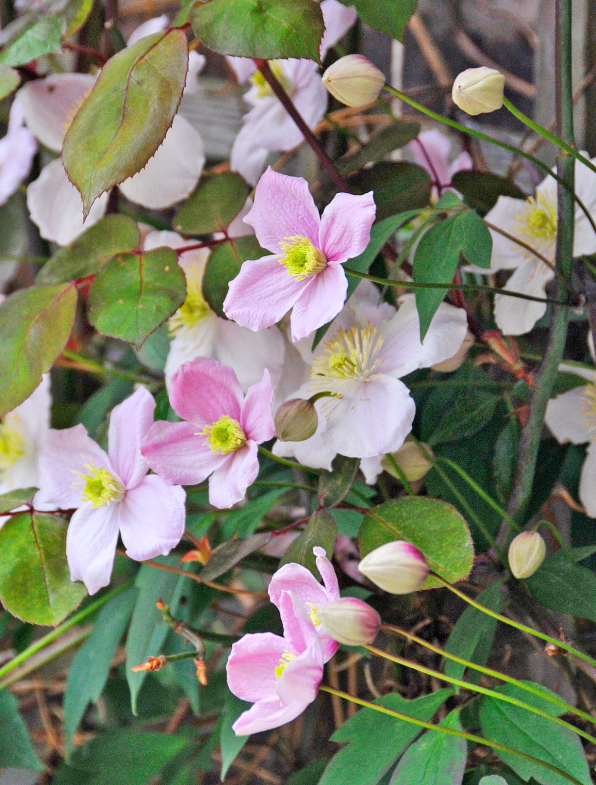 Helen Philipps: Flower Patches