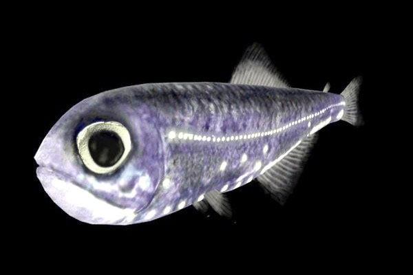 LANTERNFISH ~ Everything About Fish