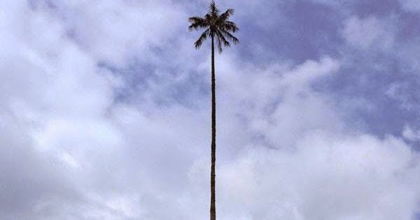 shays life: climbing the worlds tallest palm tree