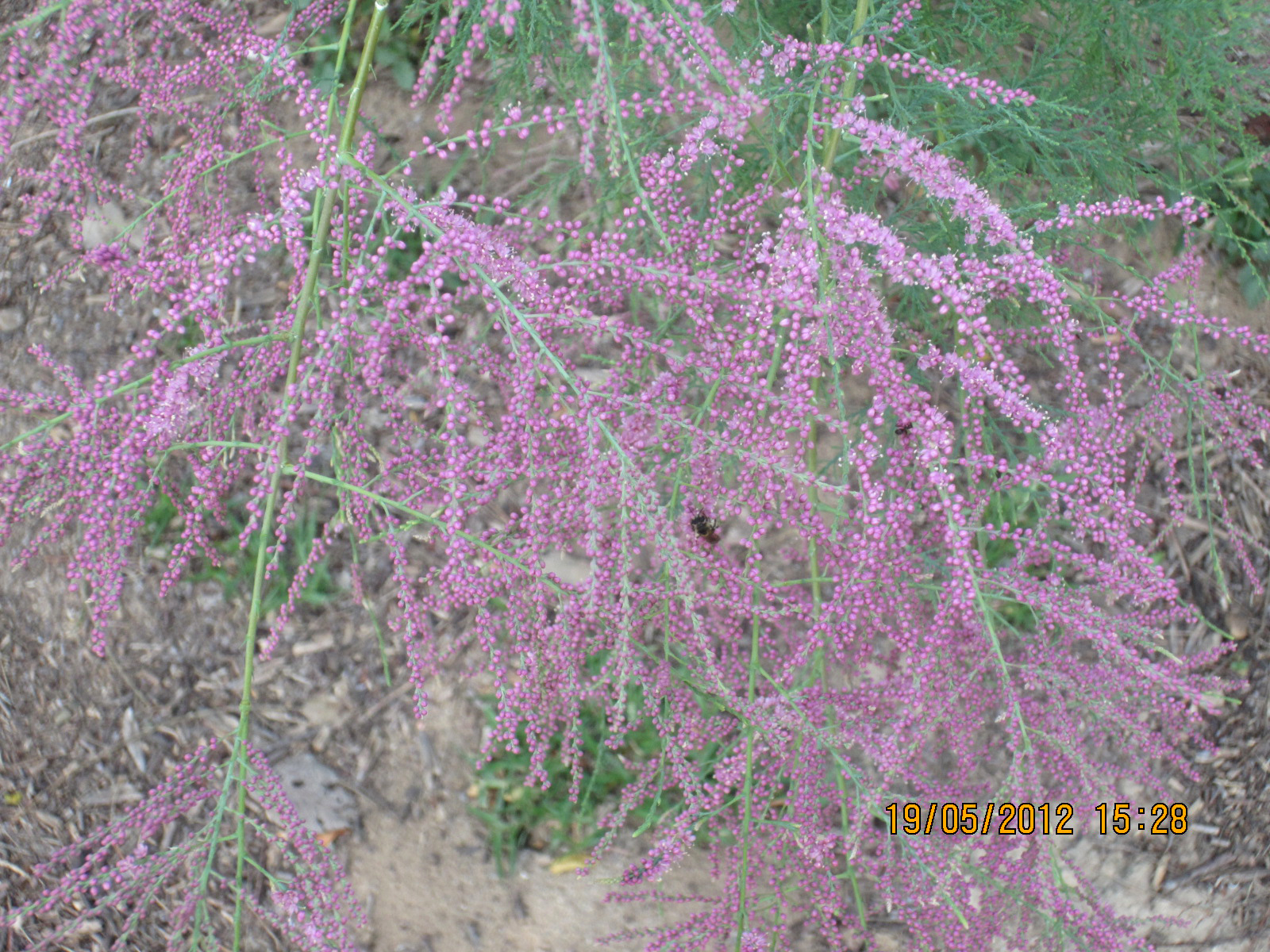 parquealamillo-encinarosa: Taraje / Tamarix africana / Tamarix gallica