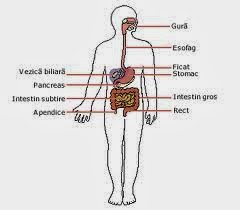 Aparatul digestiv:cavitatea bucala, faringele,esofagul | Cursuri ...