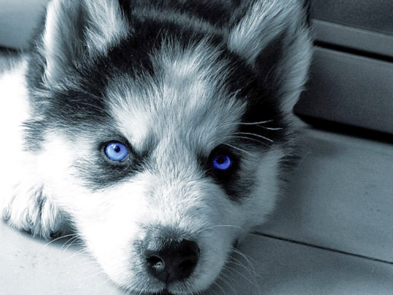Siberian Husky High Definition Desktop Wallpapers | HD Nature ...