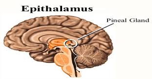 Latinski jezik za medicinske škole: EPITALAMUS - epithalamus