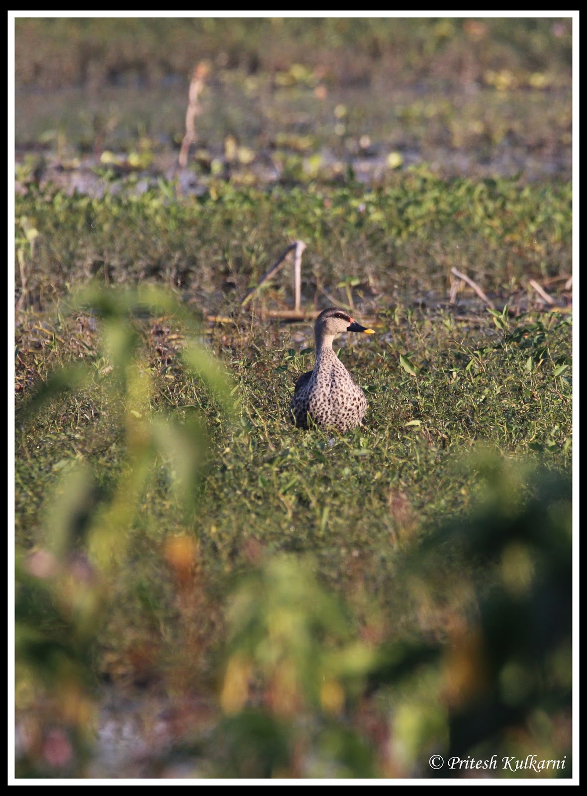 Pashan Lake bird watching 2016, Pune - Travel Blog