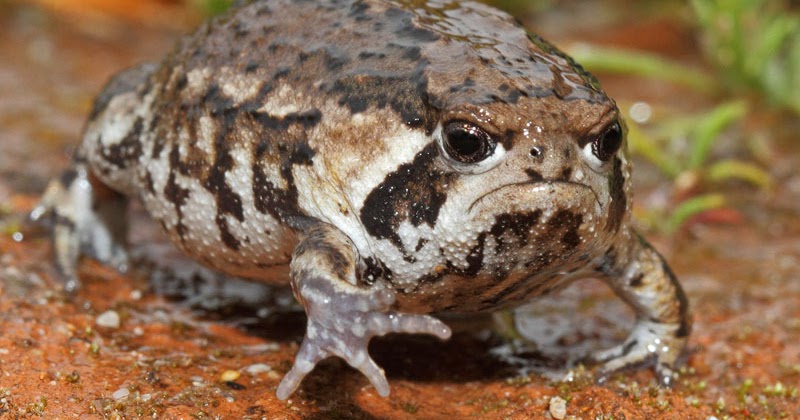 Cup3Tint3: La Rana della pioggia (Breviceps macrops)