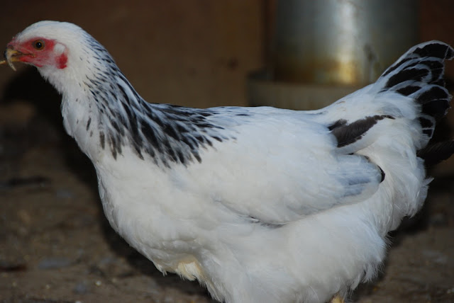 Chickenville: Special Needs Chicken