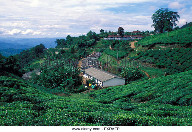 Beauties of Munnar... | NATURAL BEAUTY OF INDIA
