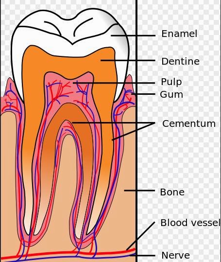 Omni Dental Group: Cracked Tooth Syndrome (CTS)