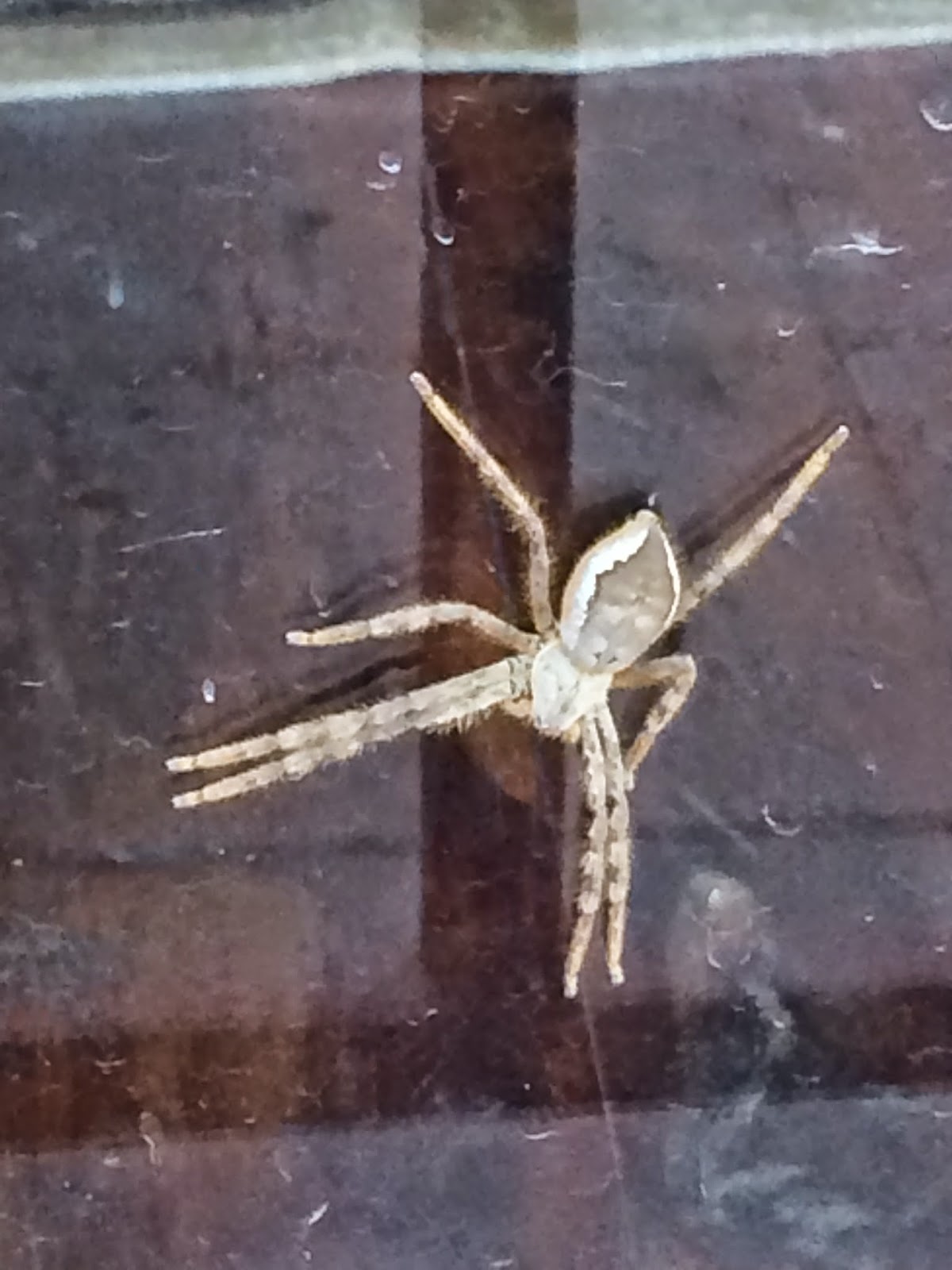 George und Joy Adamson mit Elsa