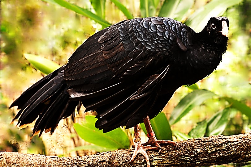 Clerisvaldo B. Chagas