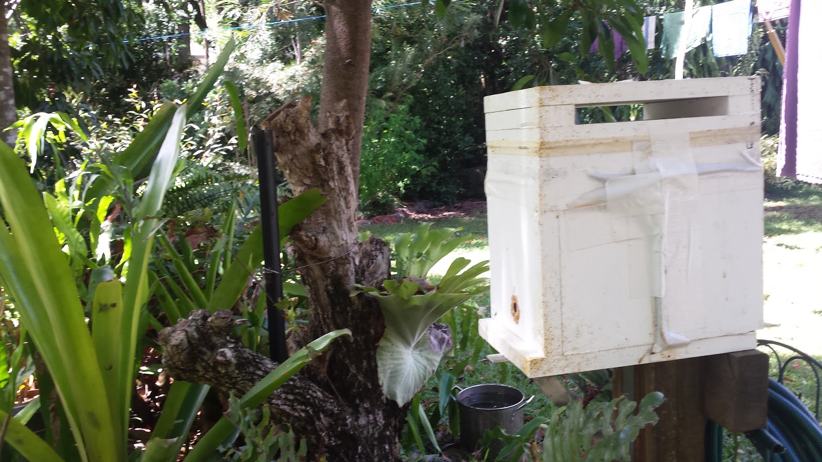 Splitting and settling an educted native bee hive.