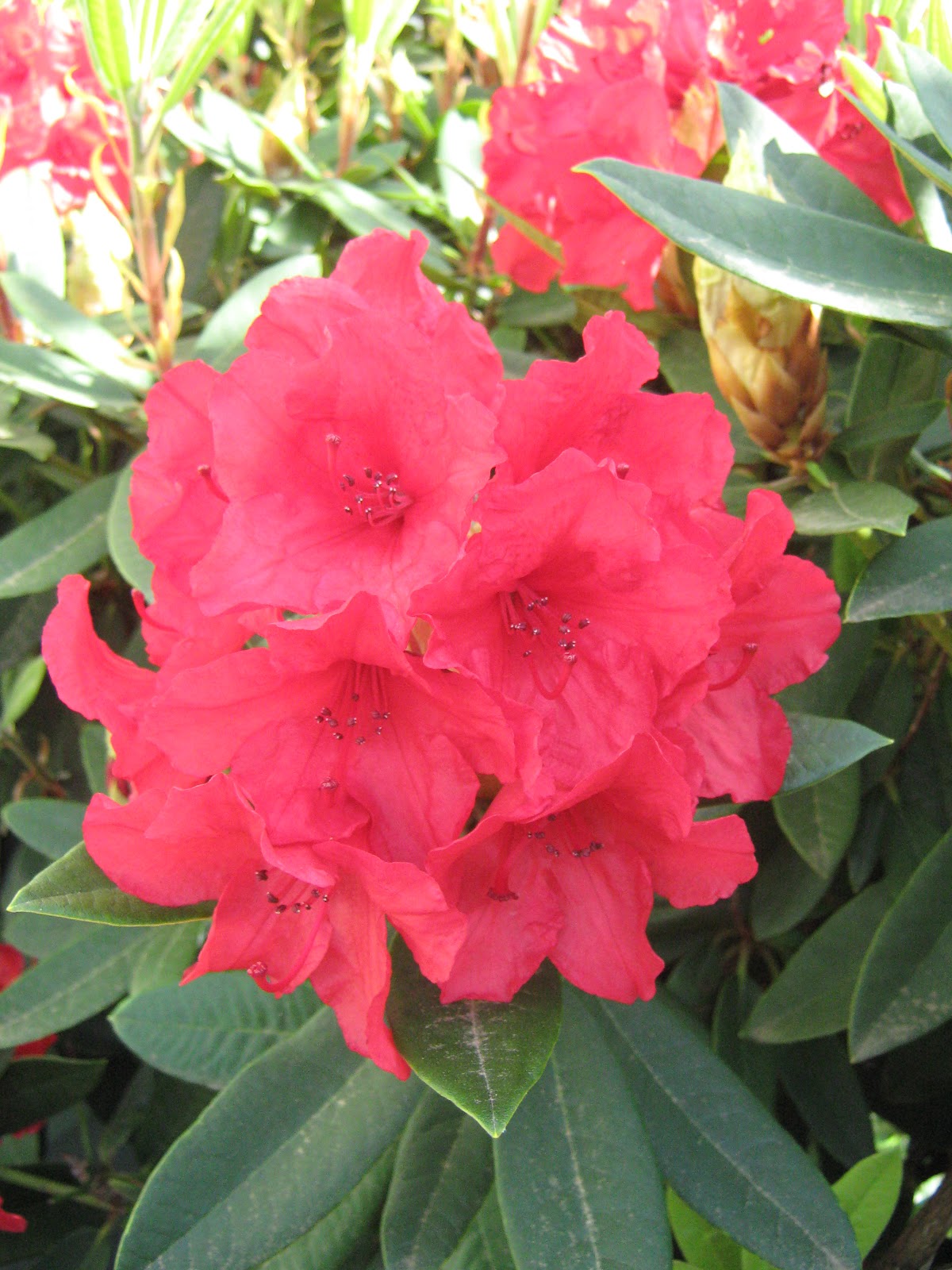 Rindy Mae: More In the Garden