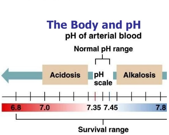The Online Medicals: Respiratory Regulation of Acid-Base Balance: Acid ...