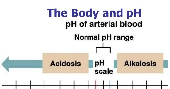 The Online Medicals: Respiratory Regulation of Acid-Base Balance: Acid ...