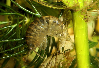 Lance Milks Fly Fishing: What They Look Like - Scuds